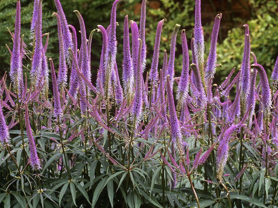 Вероникаструм (Veronicastrum)